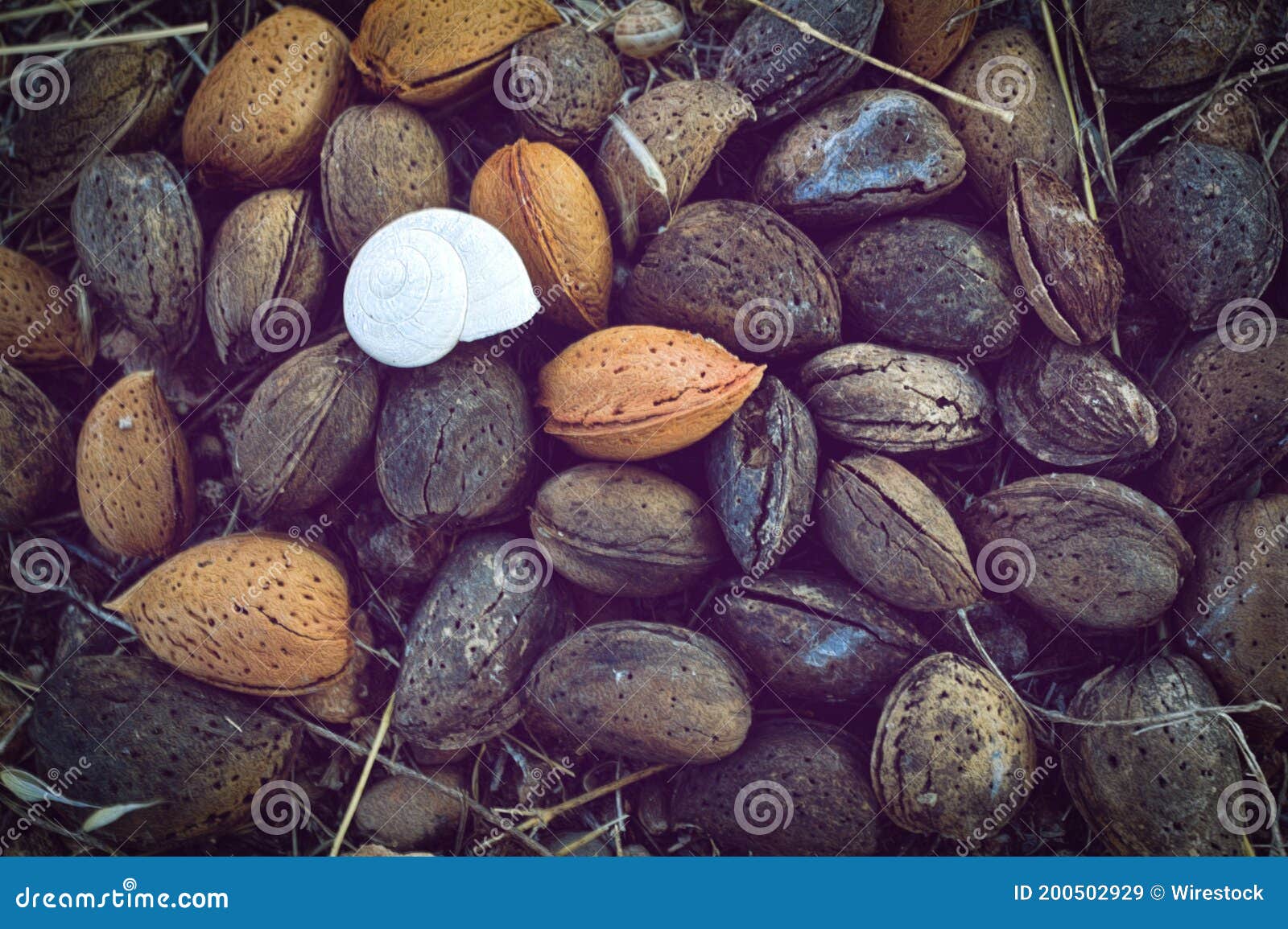 Top View of the Almond Shells on the Ground Stock Image - Image of ...