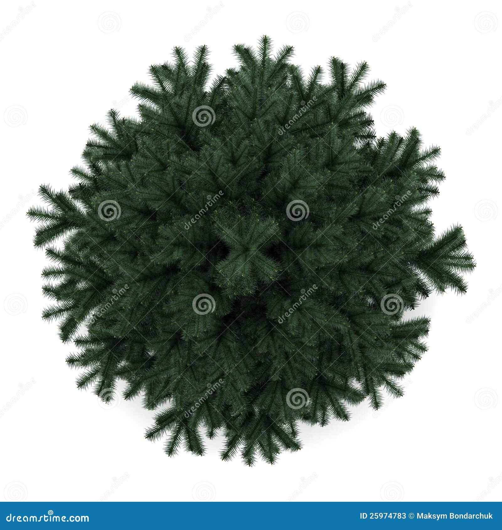 Top View Of Alpine Fir Tree Isolated On White Stock Illustration ...