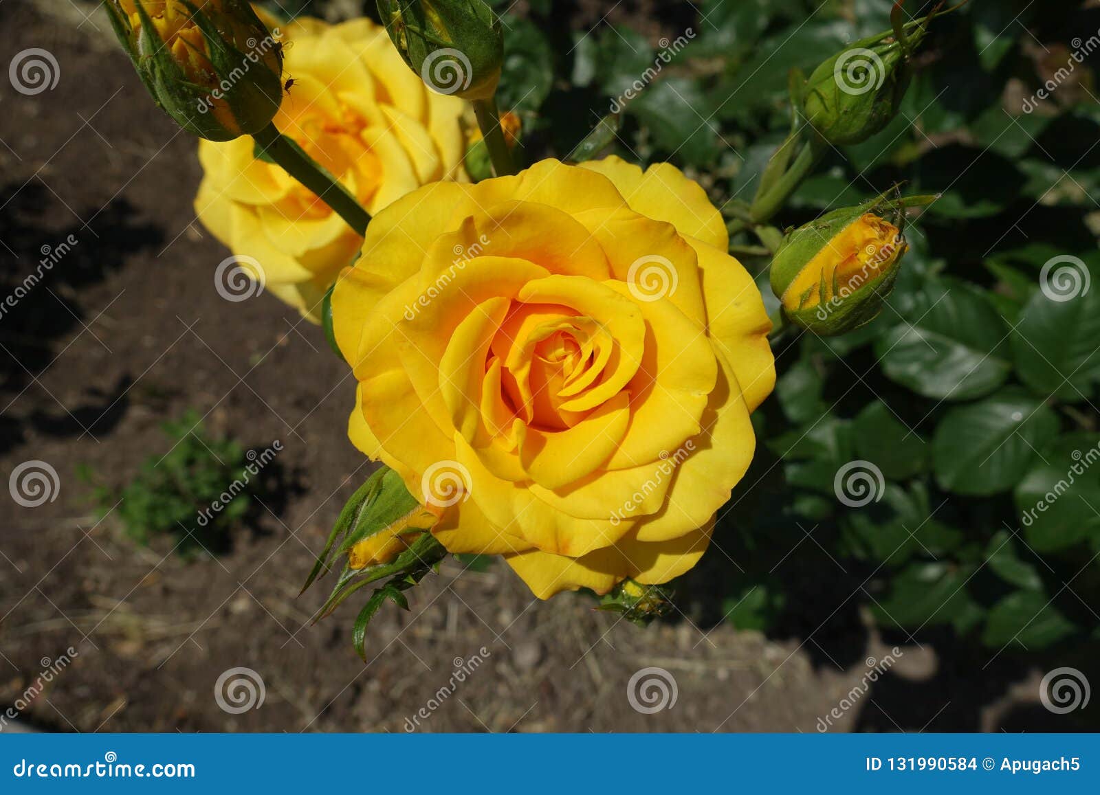 Top View of Amber Yellow Rose Stock Photo - Image of florescence ...