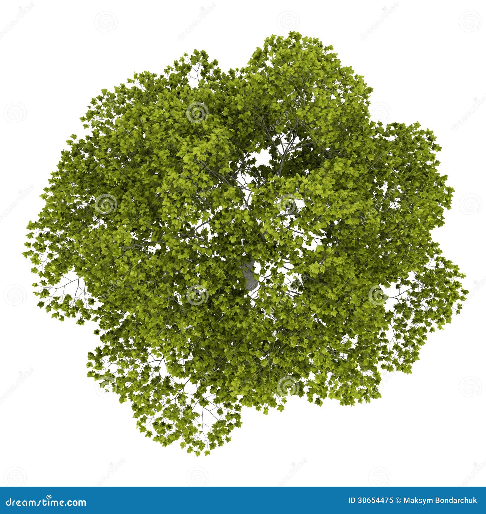 Top View of American Beech Tree Isolated on White Stock Illustration ...