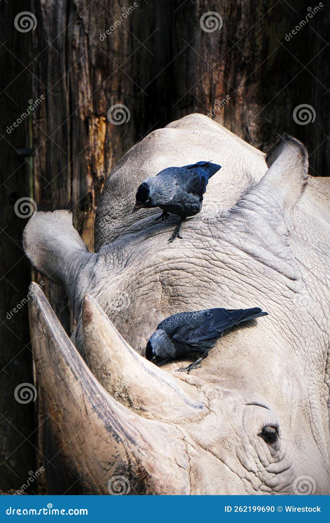 Top view of American crows stock photo. Image of perching - 262199690