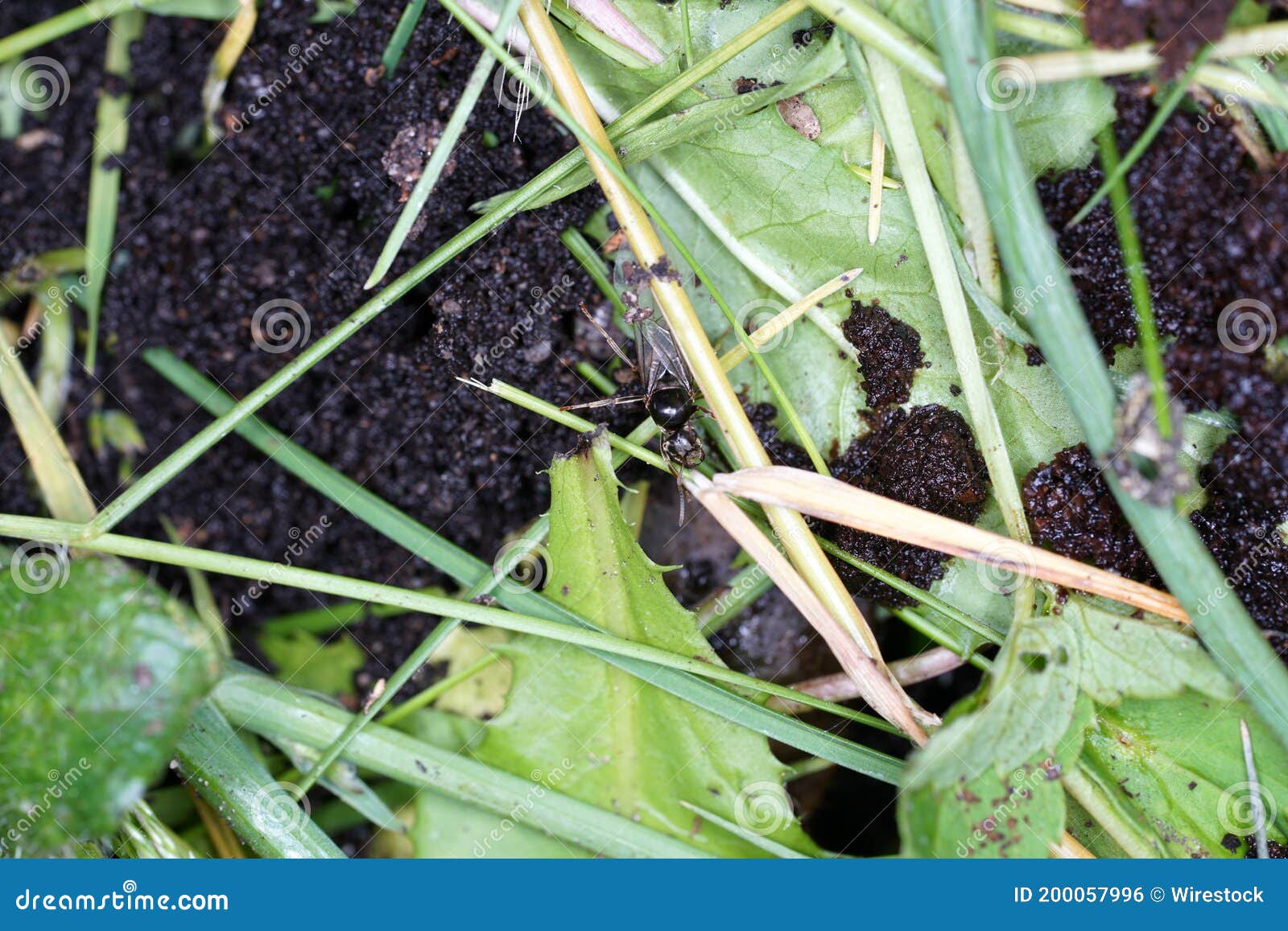 Top View of the Ant on the Plants on the Ground Stock Photo - Image of ...