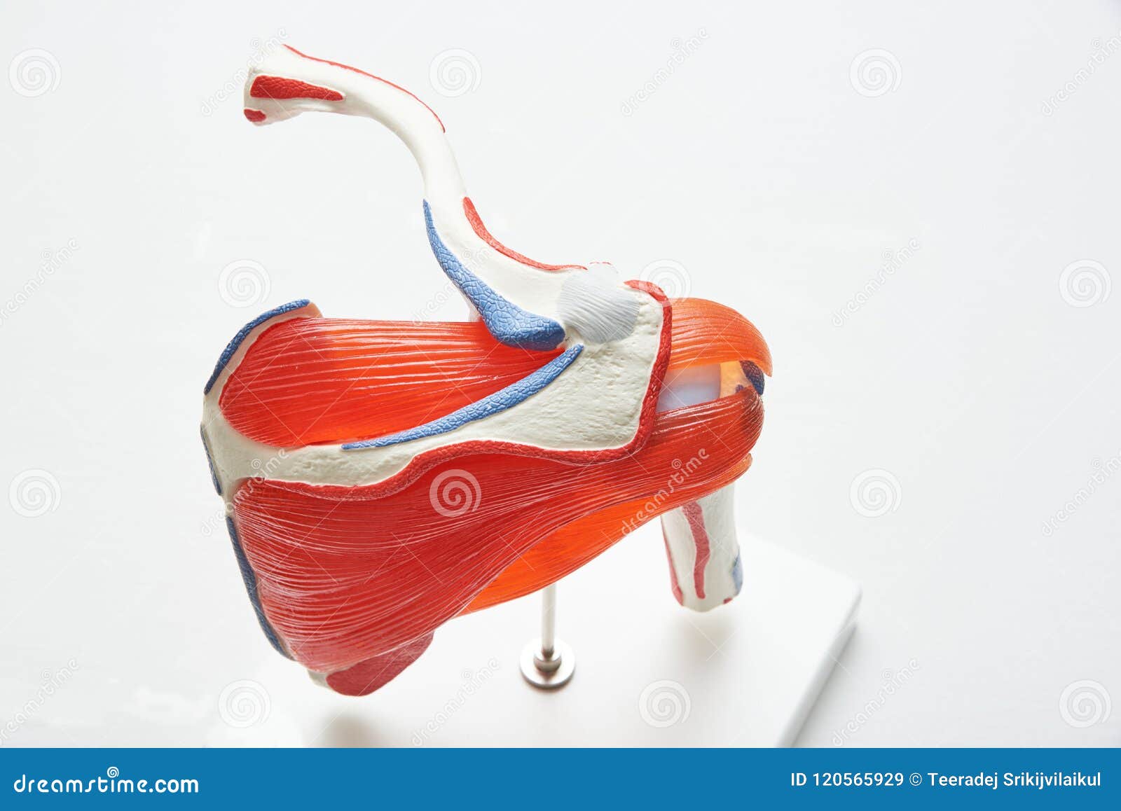 Human Shoulder Model in Medical Office Stock Image - Image of office ...