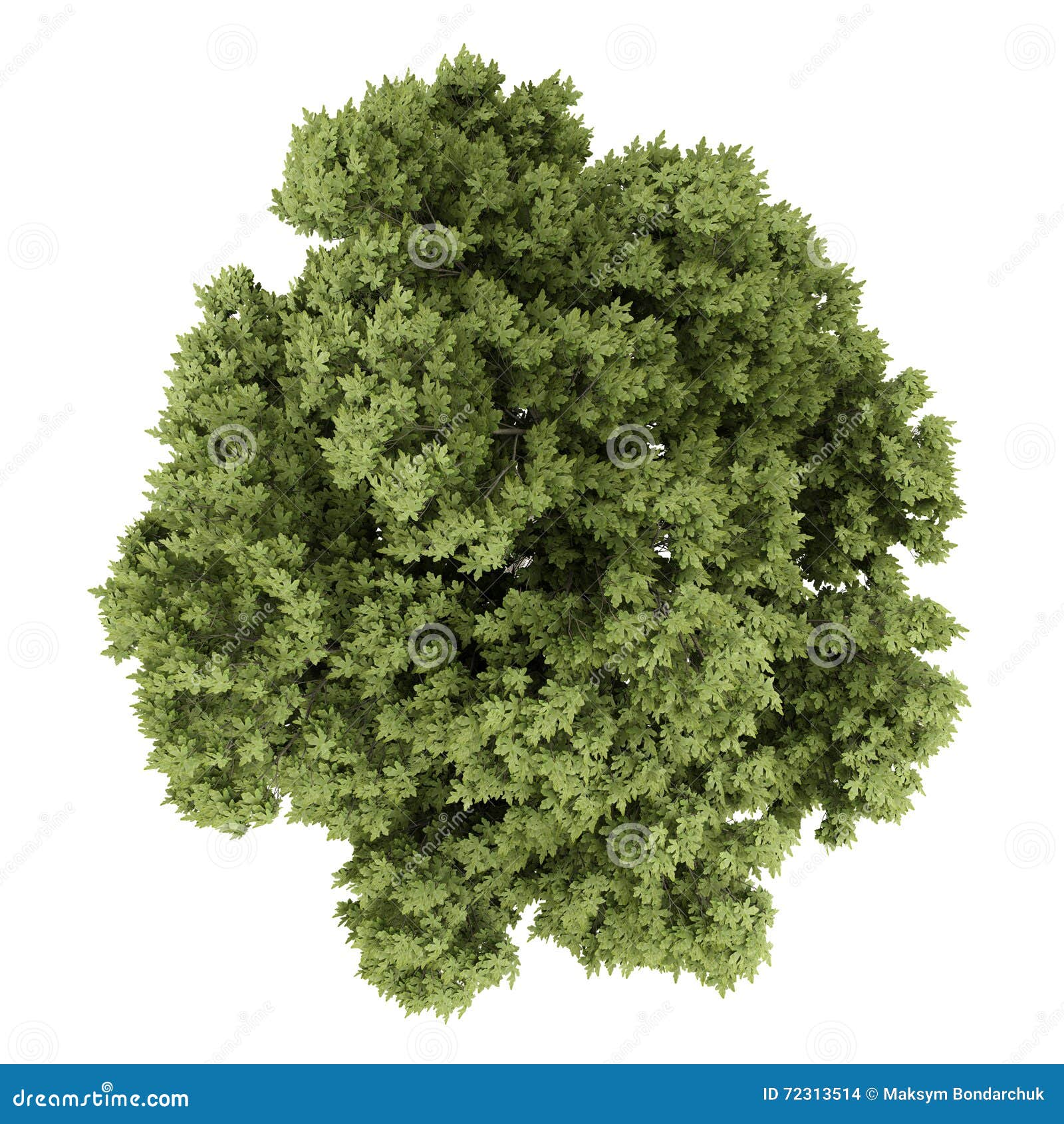 Top View of Austrian Oak Tree Isolated on White Background Stock ...