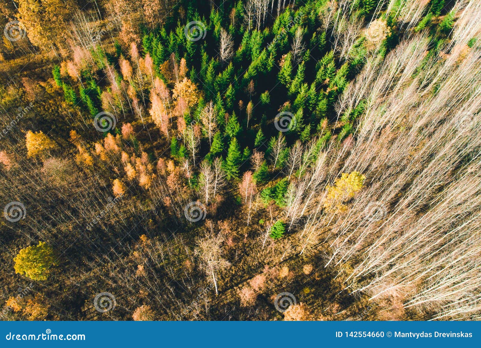 Top View of Autumn Forest Trees Stock Photo - Image of outdoor, tree ...