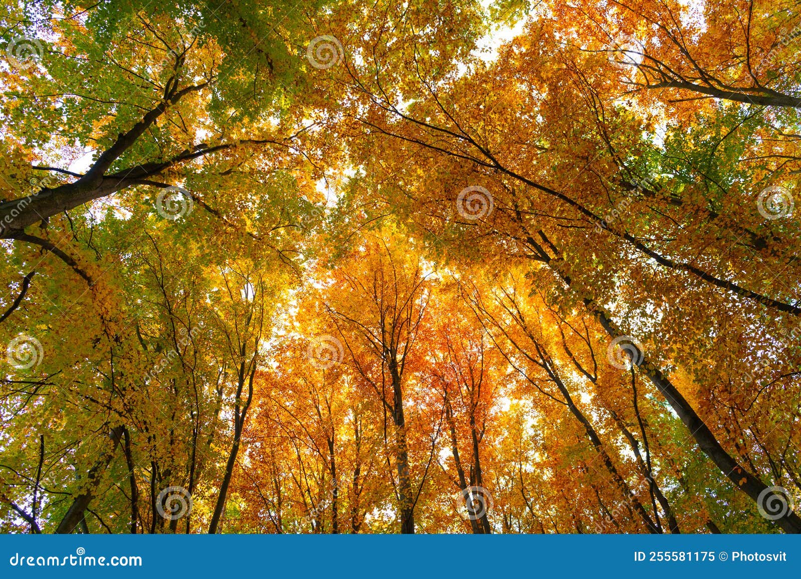 Top View of Autumn Leaves on Tree Background, Nature Stock Image ...