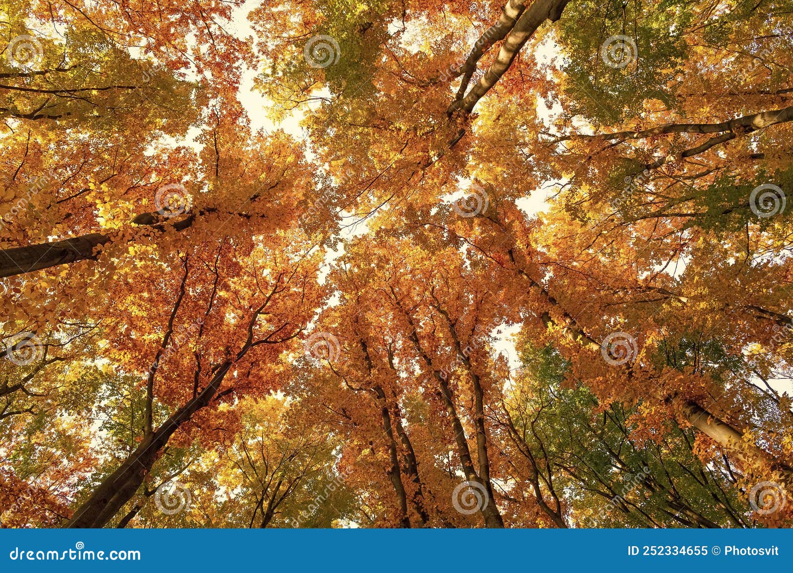 Top View of Autumn Leaves on Tree Branches in Forest, Autumn Stock ...