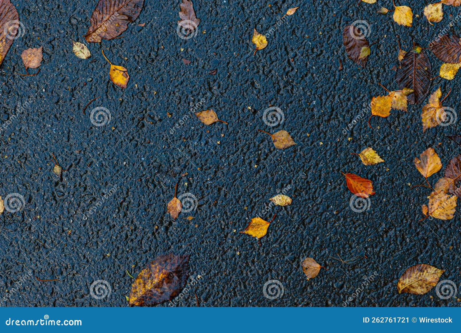 Top View of Autumn Leaves on Wet Ground Stock Image - Image of leaves ...