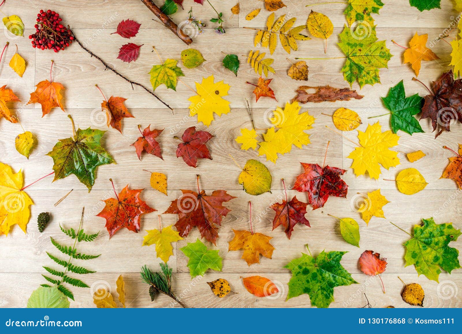 Top View - Autumn Natural Composition from Forest Natural Object Stock ...