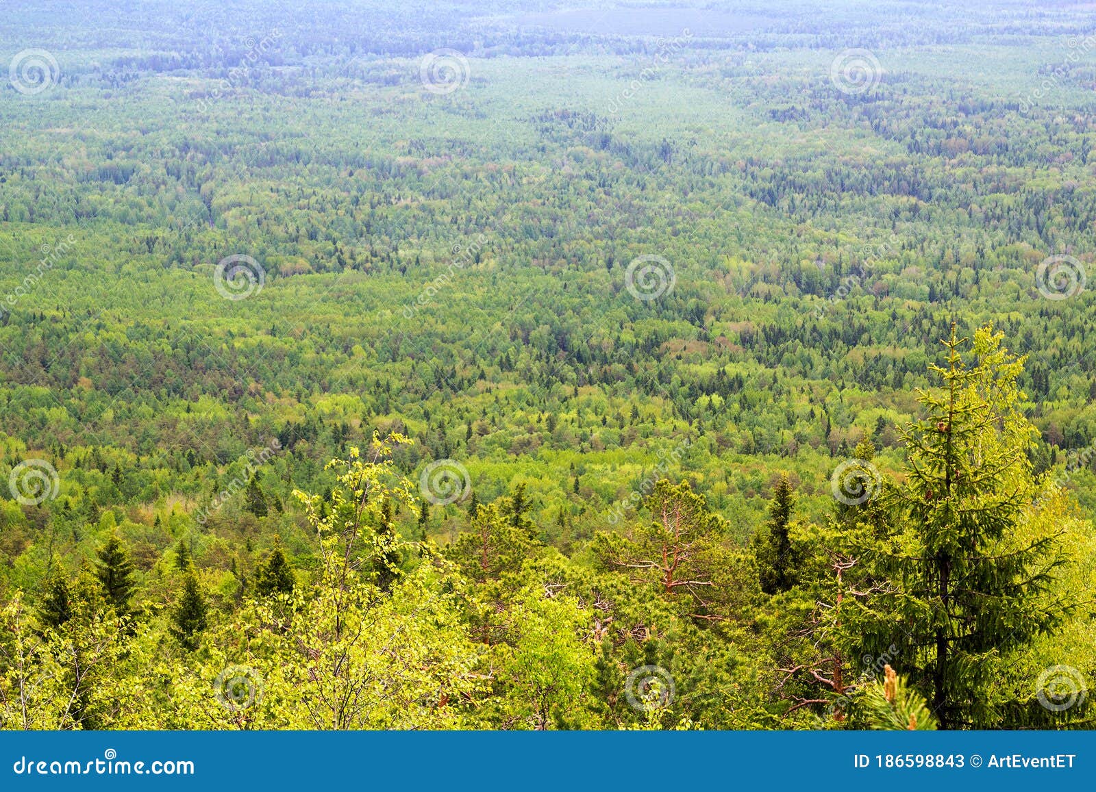 Top View of the Autumn Taiga Stock Image - Image of sunlight, light ...