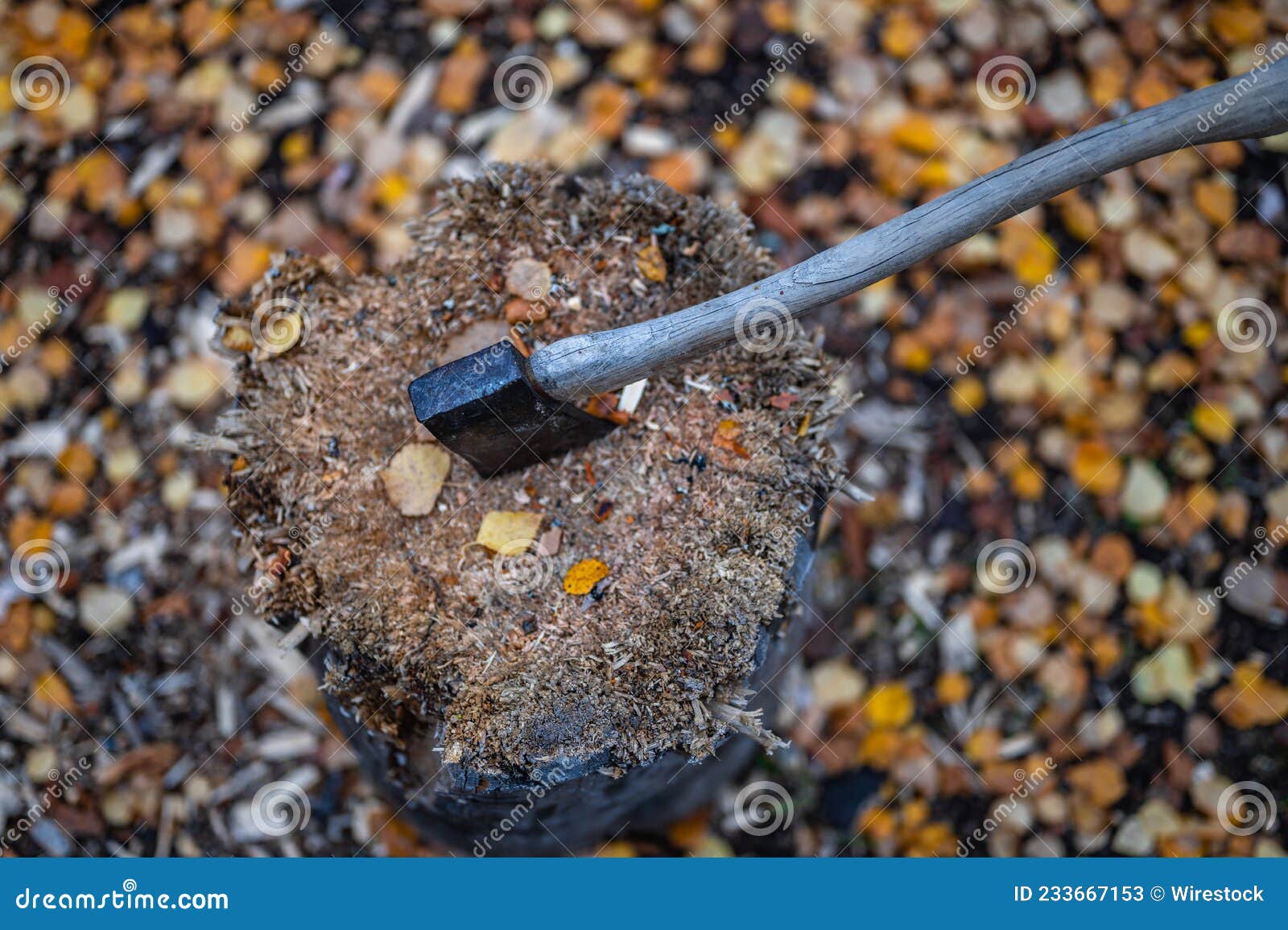 Top View of an Axe on a Tree Trunk Stock Image - Image of park, woods ...