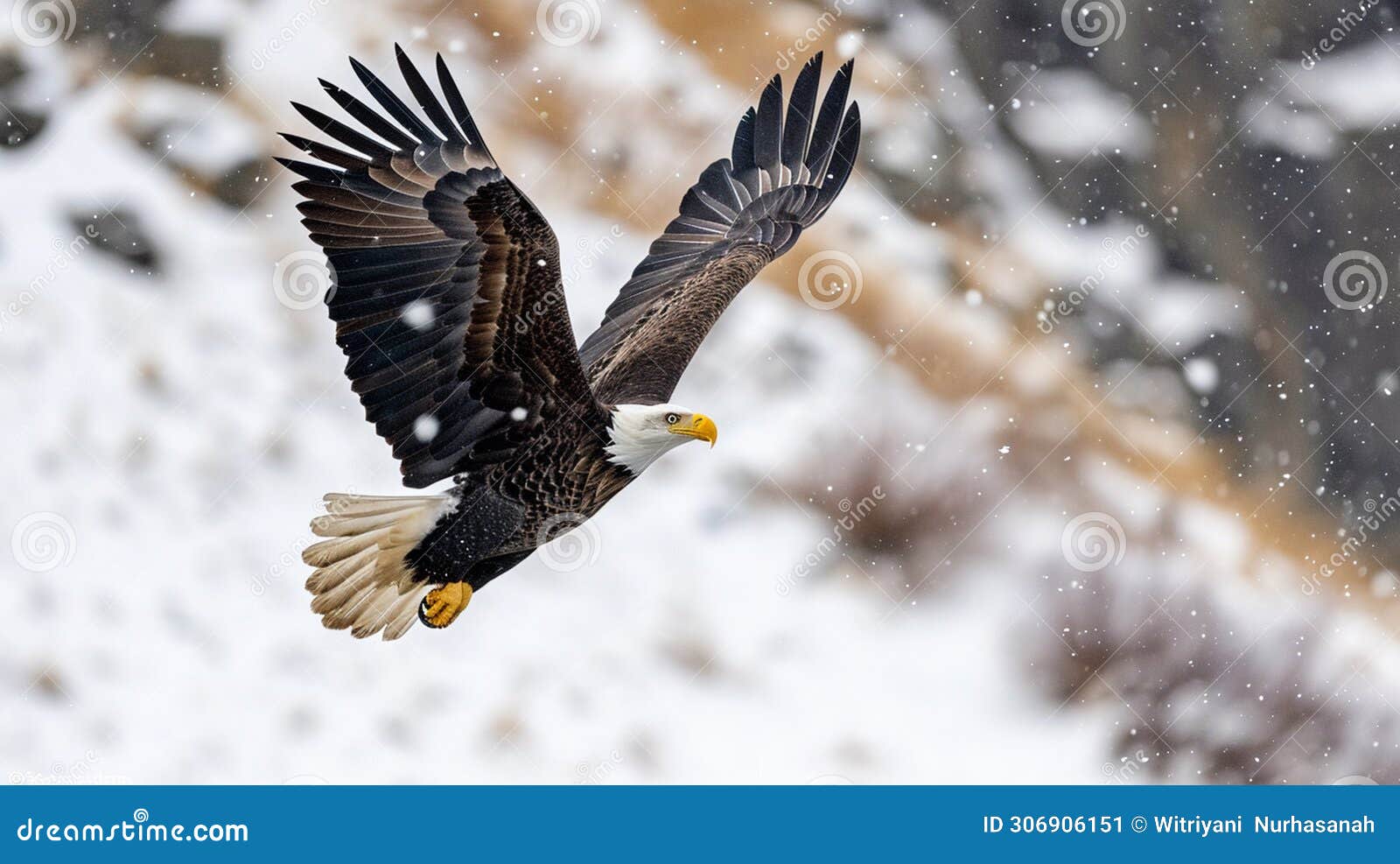 Top View Bald Eagle in Flight. Generative Ai Stock Illustration ...