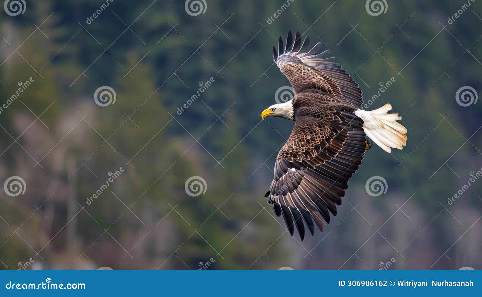 Top View Bald Eagle in Flight. Generative Ai Stock Illustration ...