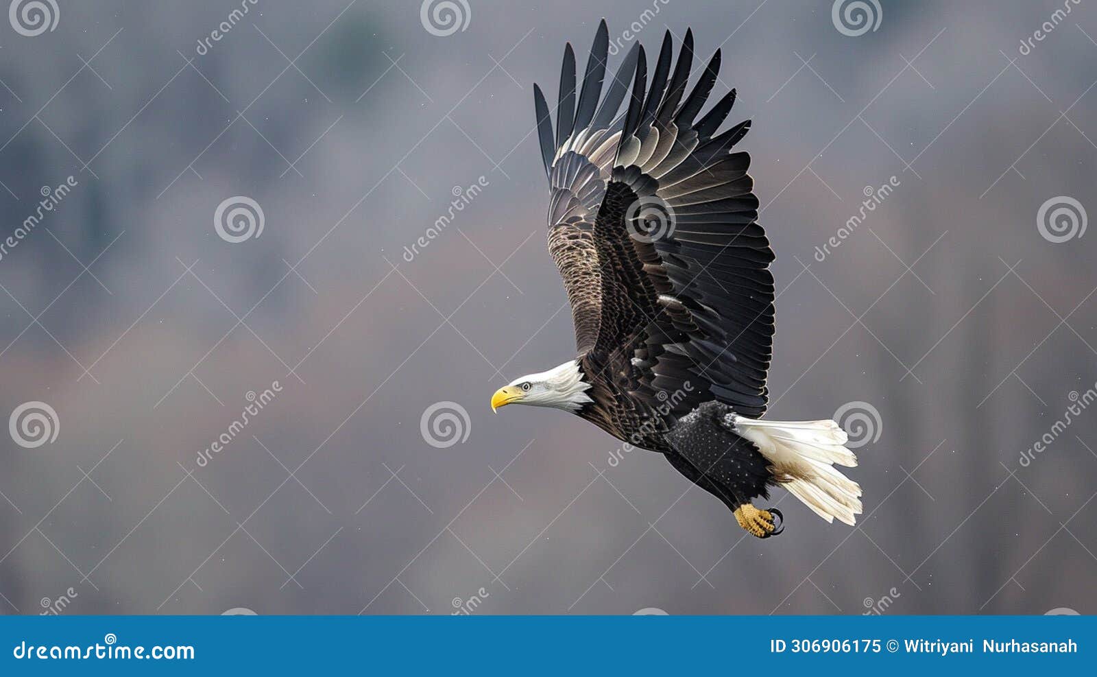 Top View Bald Eagle in Flight. Generative Ai Stock Illustration ...