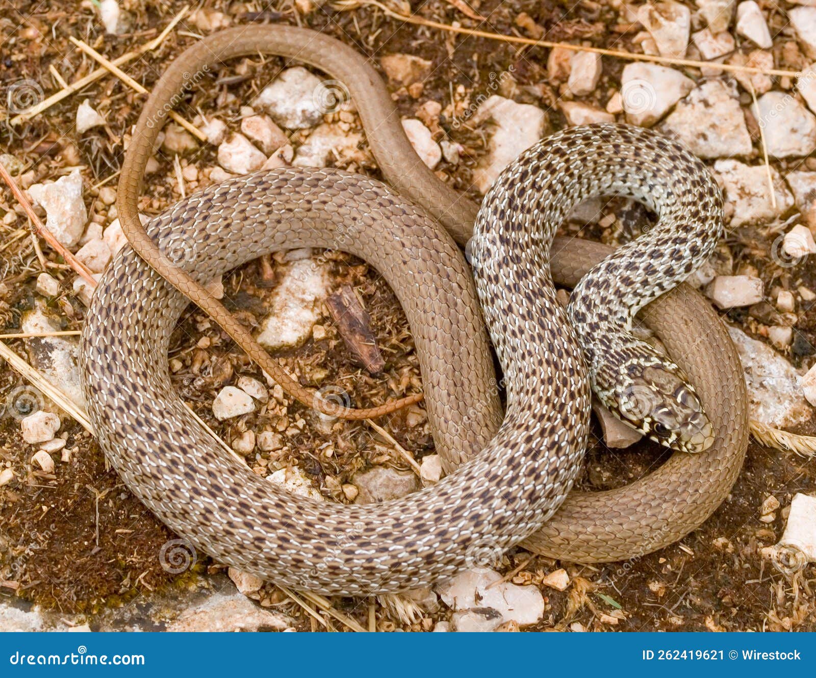 Top View of a Balkan Whip Snake Stock Image - Image of face, endangered ...