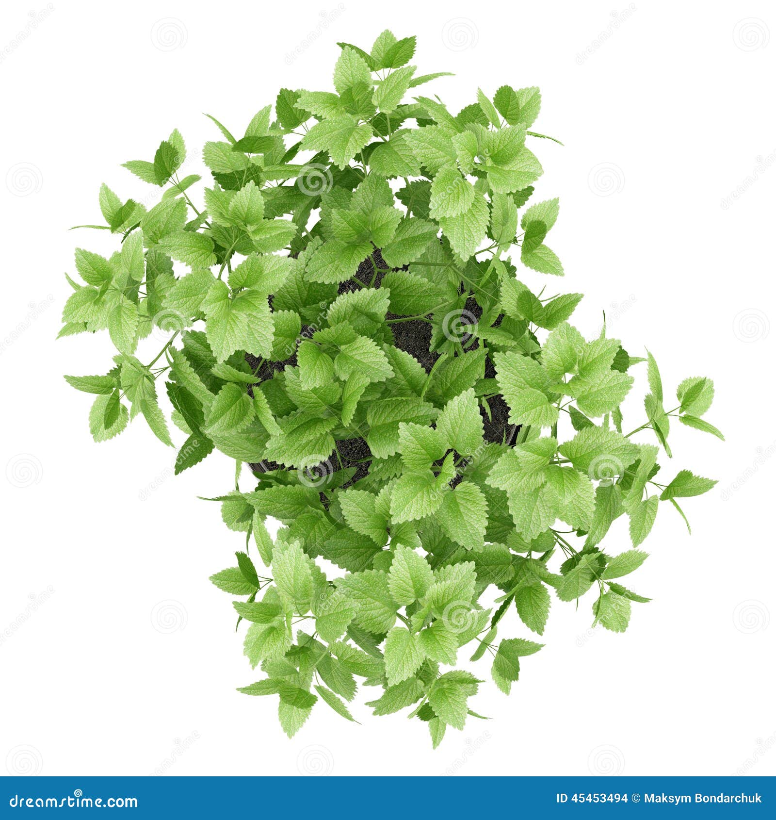 Top View of Balm Plant in Pot Isolated on White Stock Illustration ...