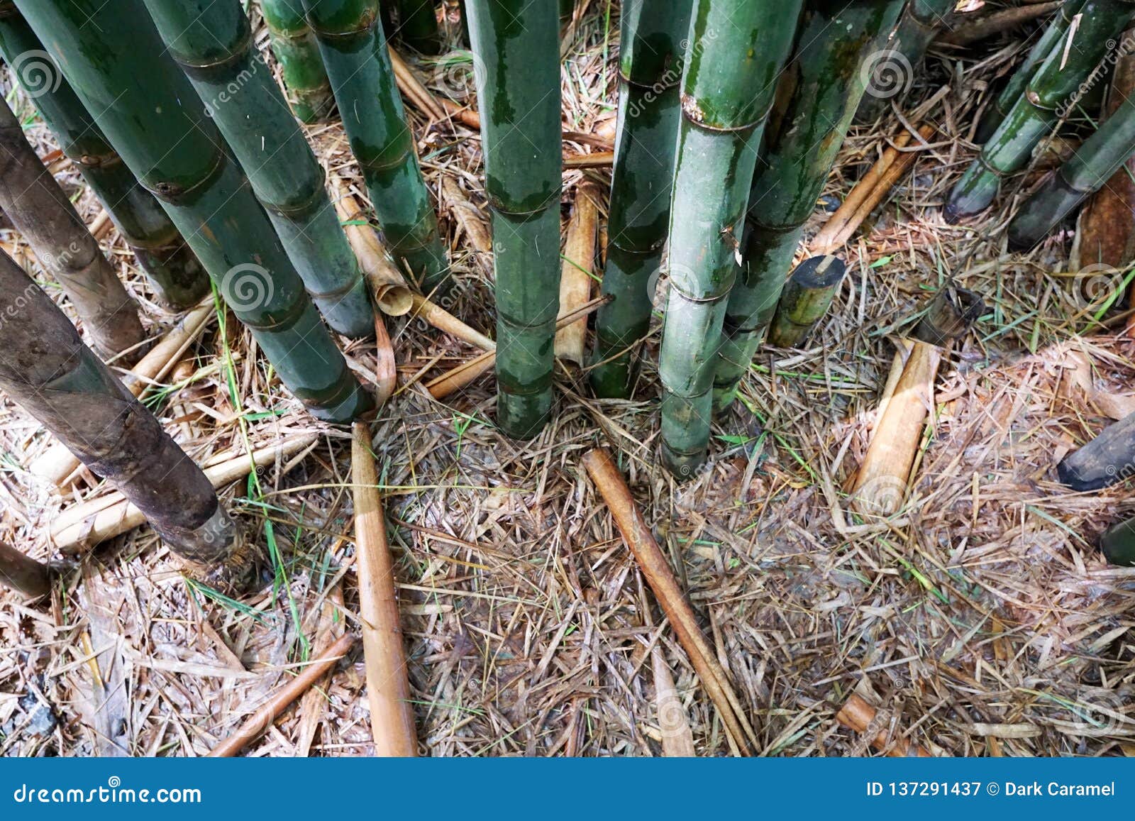 Top View of Bamboo on Dry Leaf As a Background. Stock Image - Image of ...