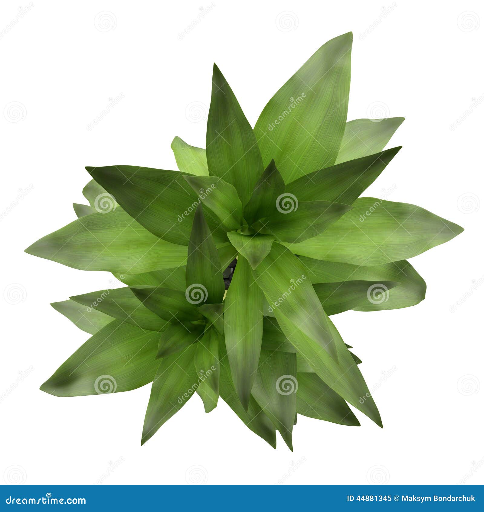 Top View of Bamboo Plant in Vase Isolated on White Stock Illustration ...