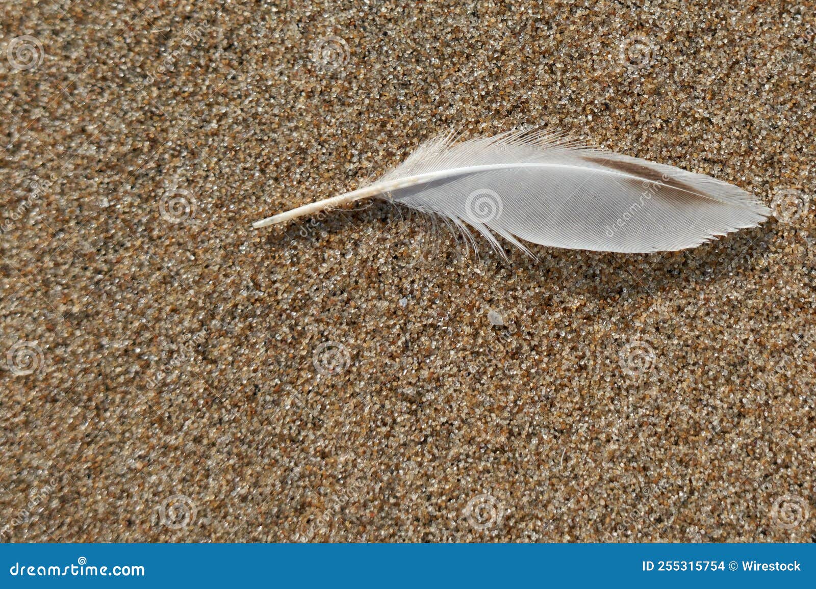 Top View of a Barb of a White Feather on a Sandy Surface Stock Photo ...
