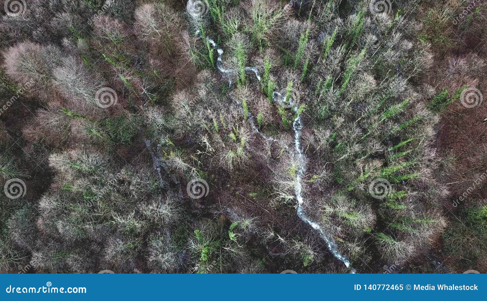 Top View of Bare Forest and River. Small Stream Runs through Bare ...