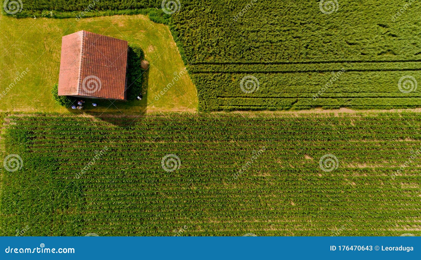 Top View on a Barn in the Field. Stock Image - Image of outdoor, summer ...