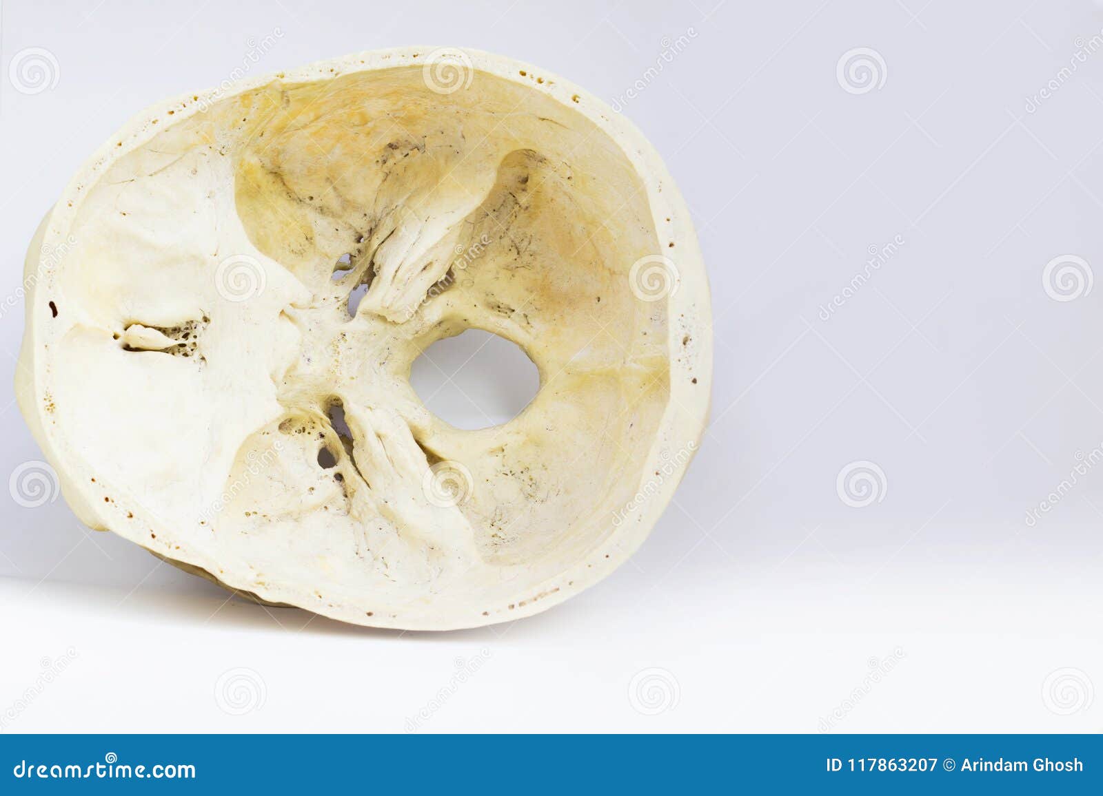 Top View Of Base Of The Human Skull Showing Sphenoid Bone And Foramen Magnum For Anatomy In
