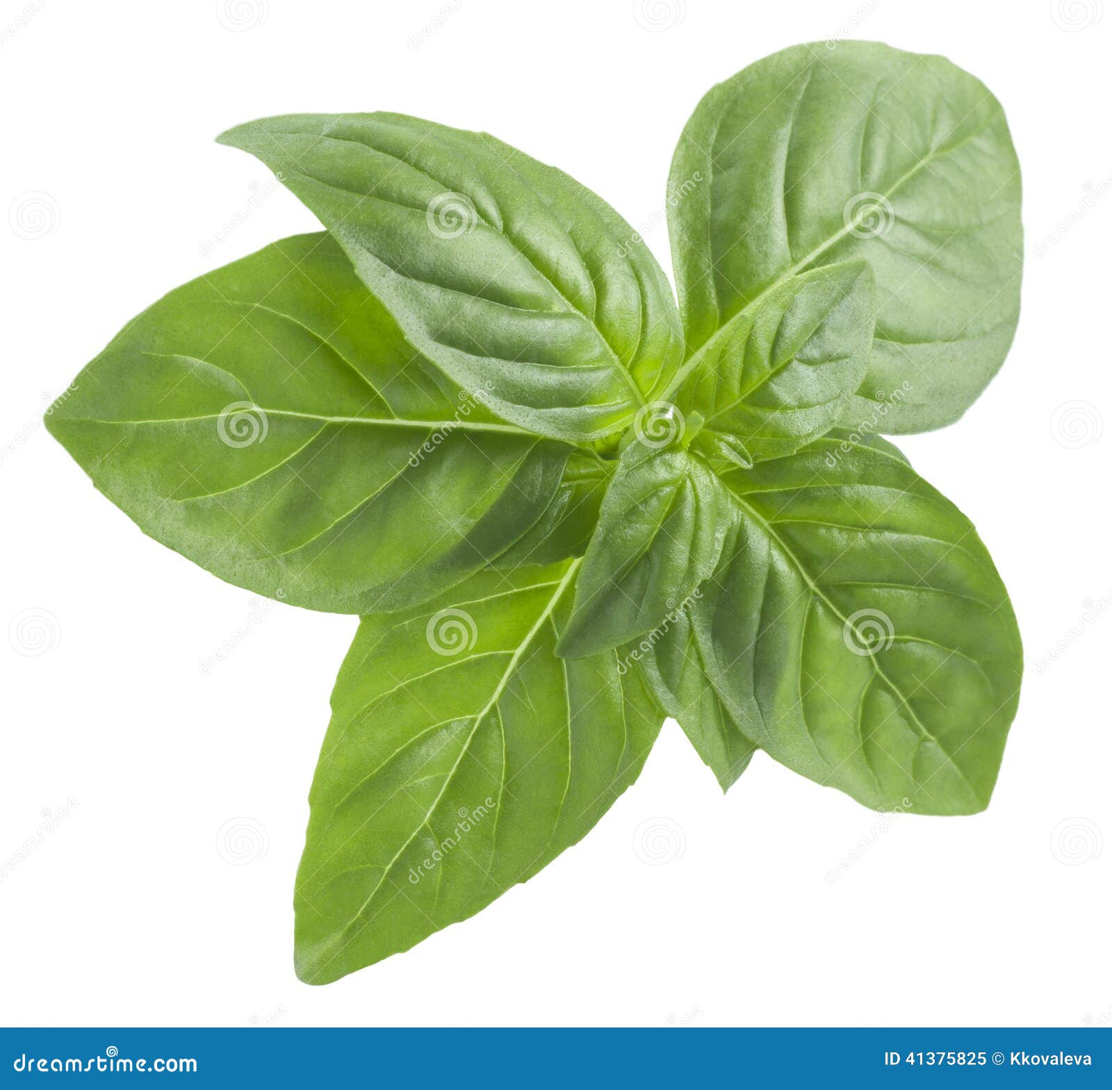 Top View Of Basil Leaf Isolated On White Background Royalty-Free Stock ...