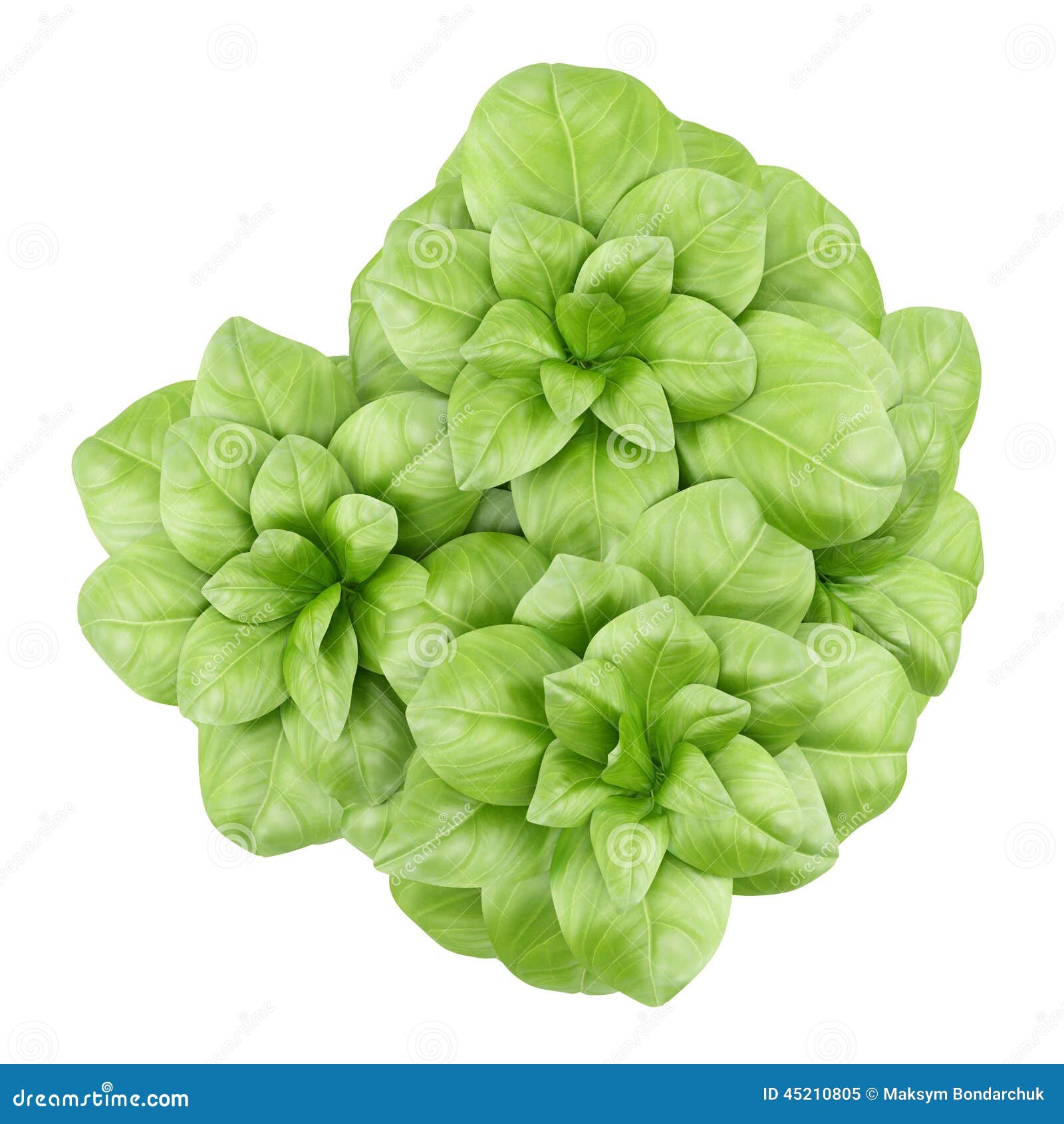 Top View of Basil Plant Isolated on White Stock Illustration ...