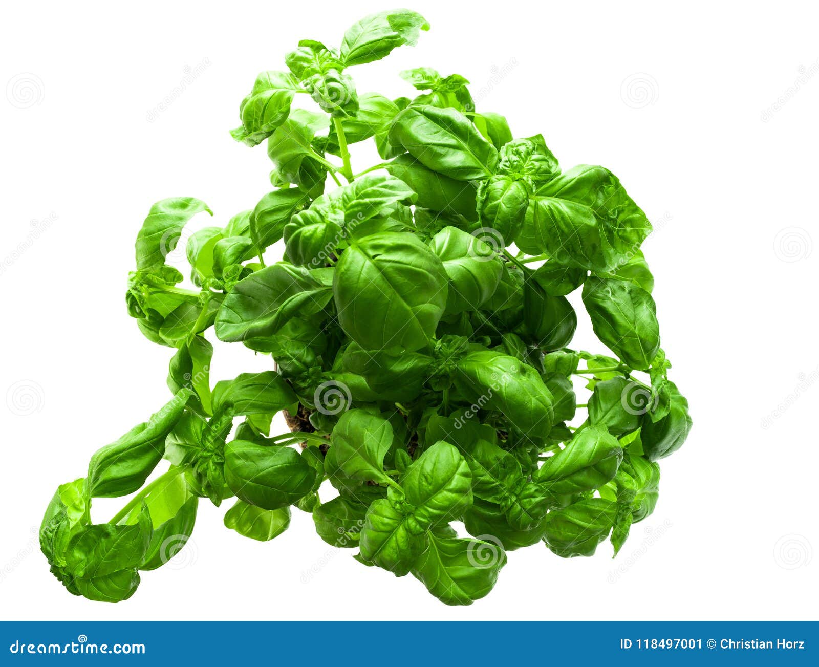 Top View of Basil Plant on White Background Stock Image - Image of ...