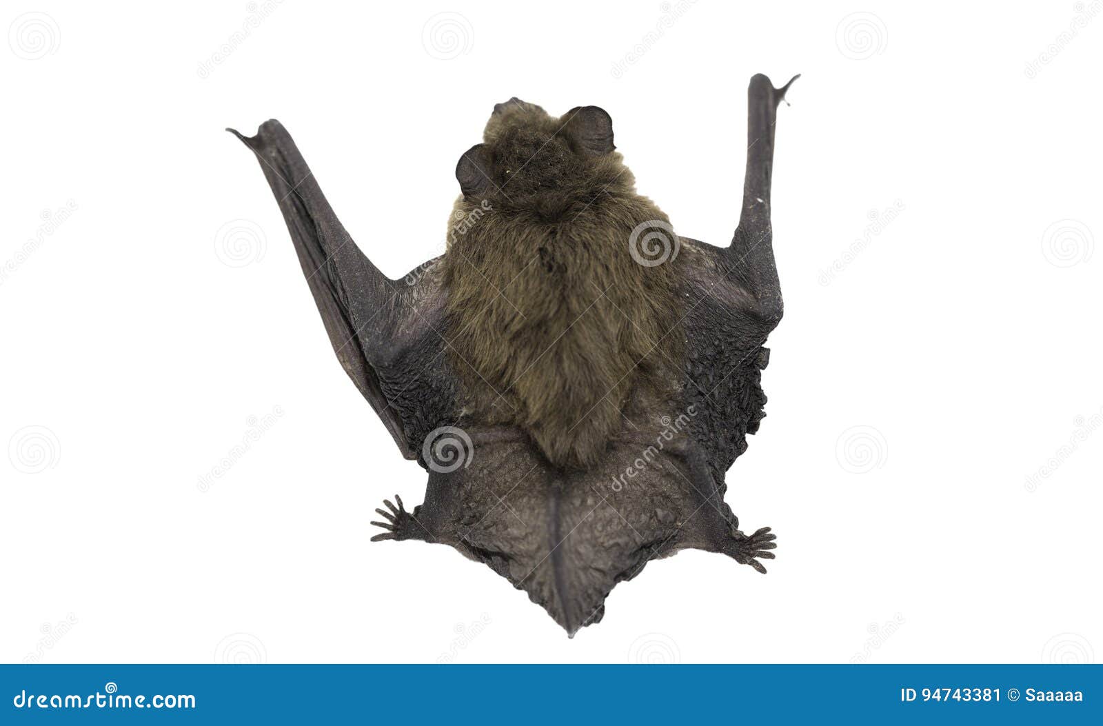 Top View of Bat Common Pipistrelle on White Background Stock Image ...