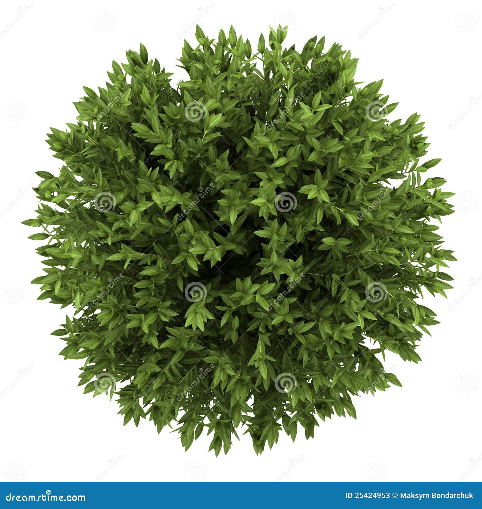 Top View of Bay Laurel Bush Isolated on White Stock Illustration ...