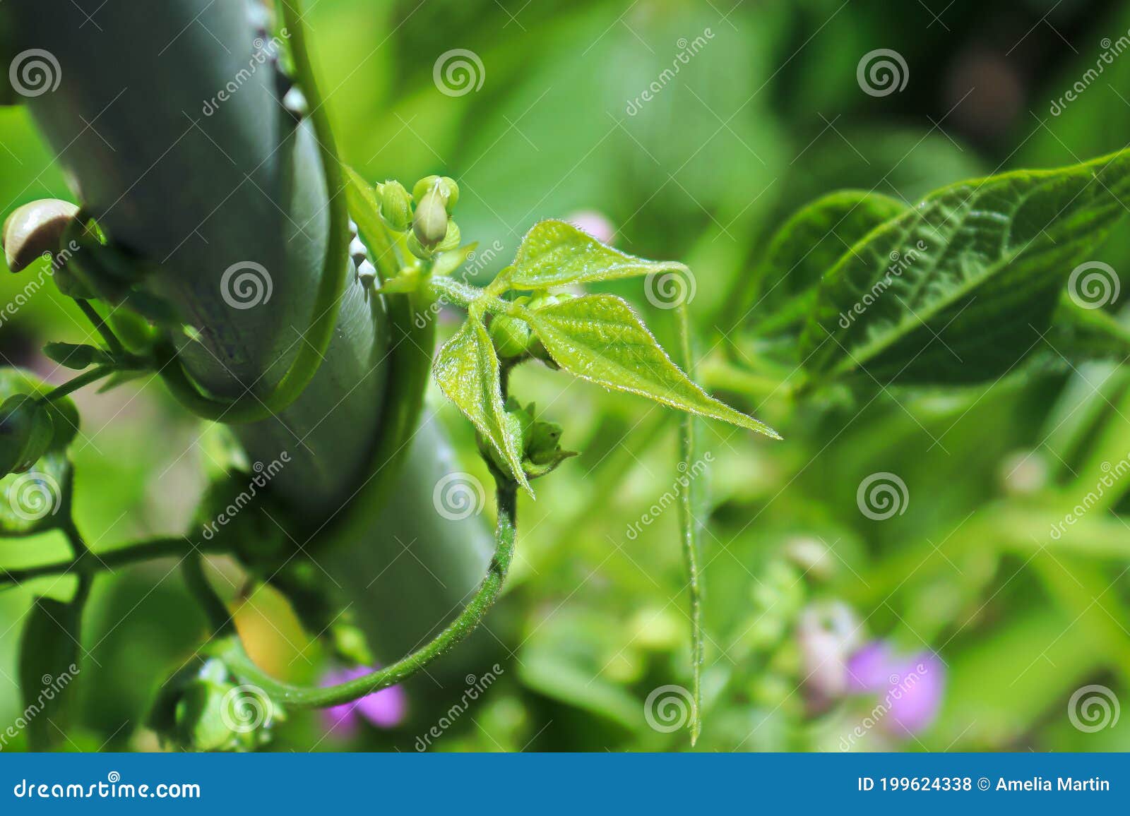 Top View Of Bean Stems Climbing Up A Pole Stock Photo | CartoonDealer ...