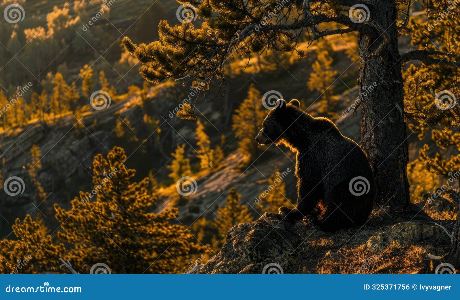 Top View of a Bear Sitting by a Tree Stock Photo - Image of fauna ...
