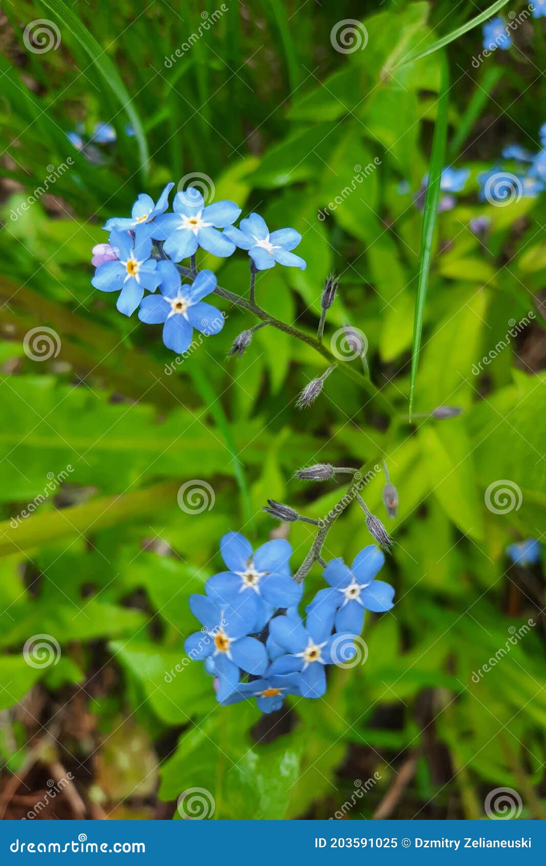 Top View of Beautiful Blue Flowers in the Grass Stock Image - Image of ...