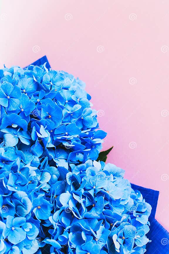 Top View of Beautiful Bouquet of Hydrangea Stock Image - Image of ...