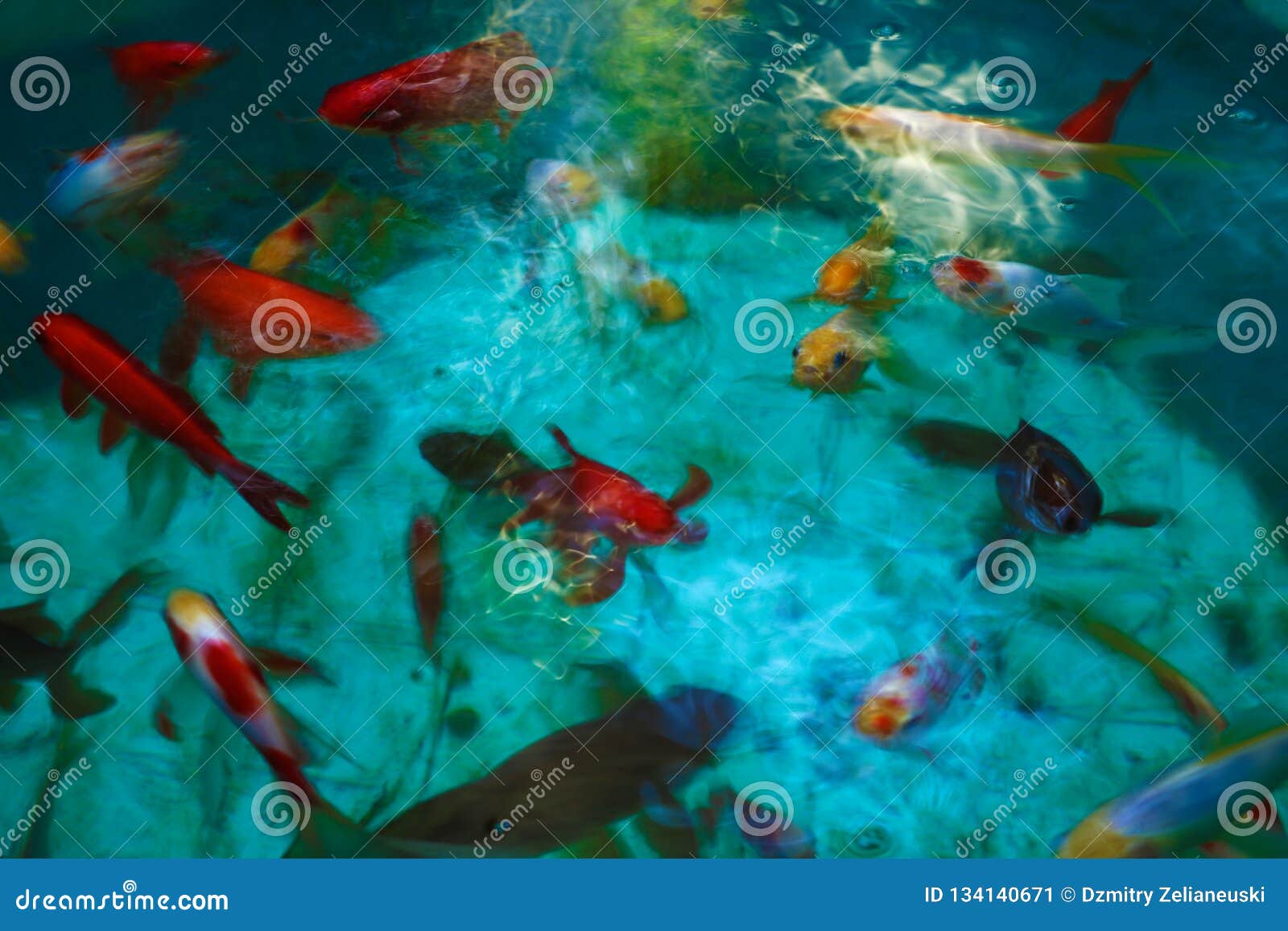 Top View of the Beautiful Fish in the Water Stock Image - Image of ...