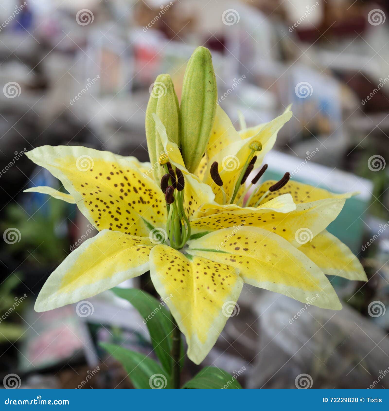 Top View of a Beautiful Flower Stock Photo - Image of season ...