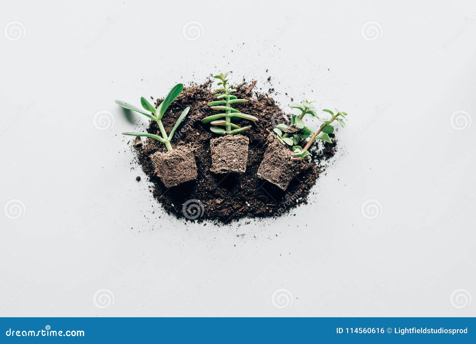 Top View of Beautiful Green Plants in Soil Stock Photo - Image of space ...