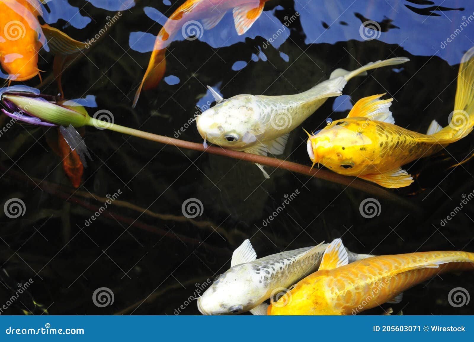 Top View of a Beautiful Koi Pond Stock Image - Image of fish, yellow ...
