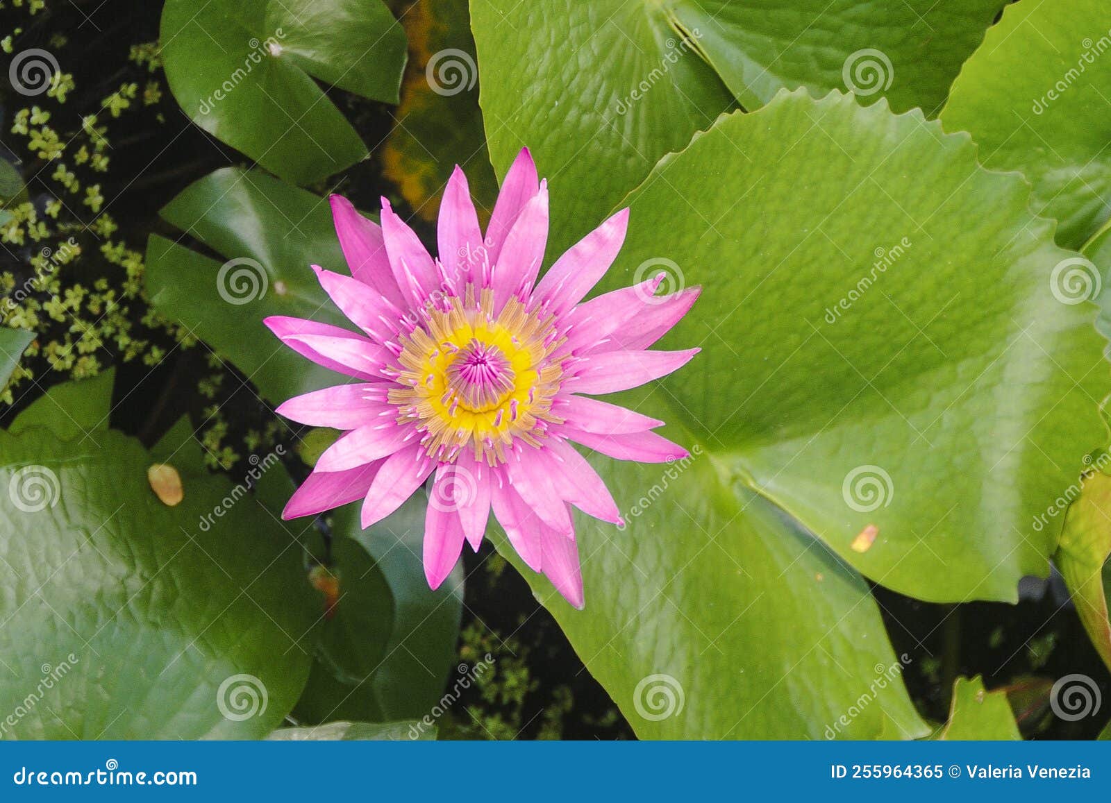 Top View of a Beautiful Pink Lotus Stock Image - Image of horticulture ...