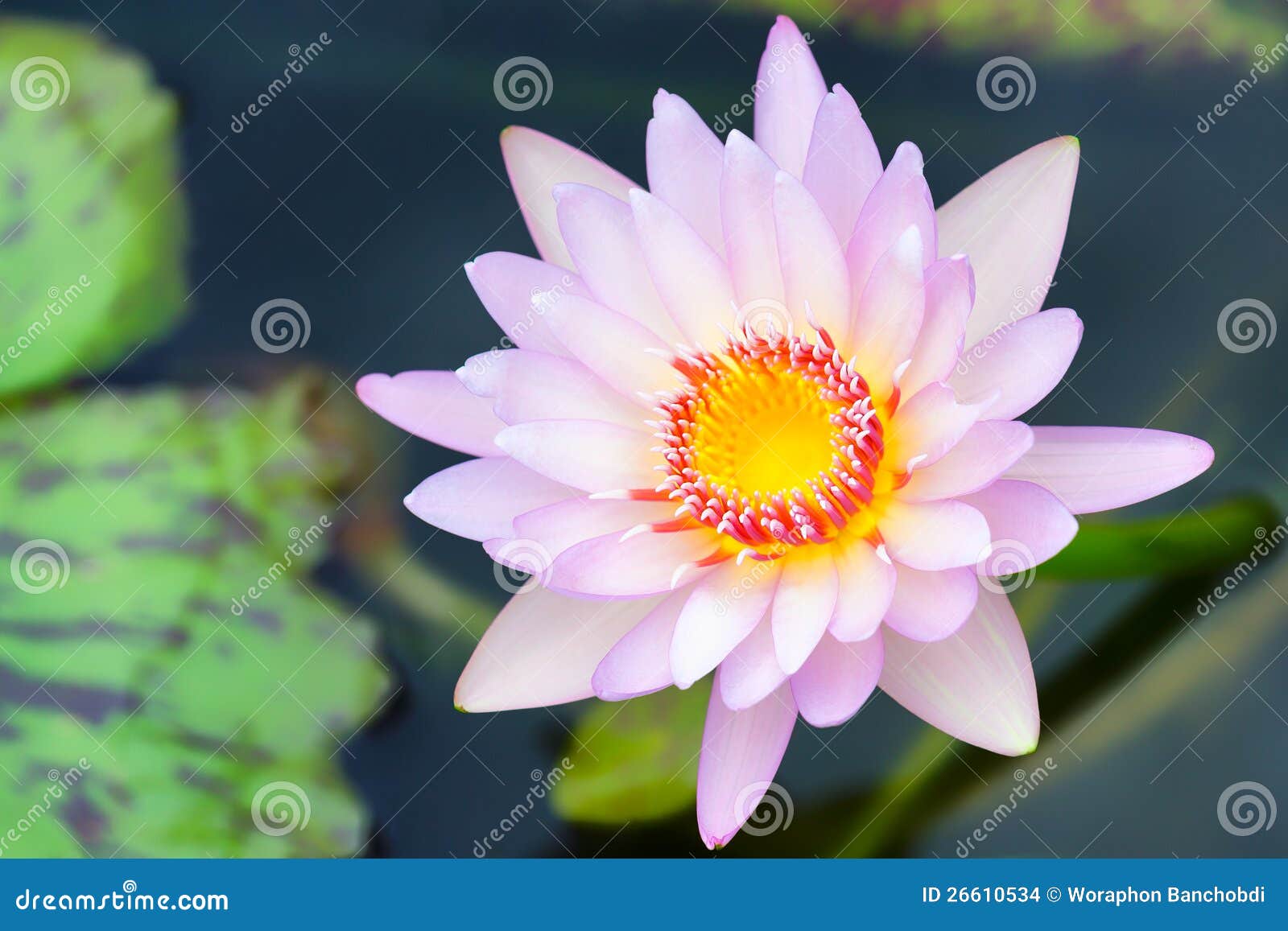 Top View Of Beautiful Pink Lotus Stock Photo - Image of background ...
