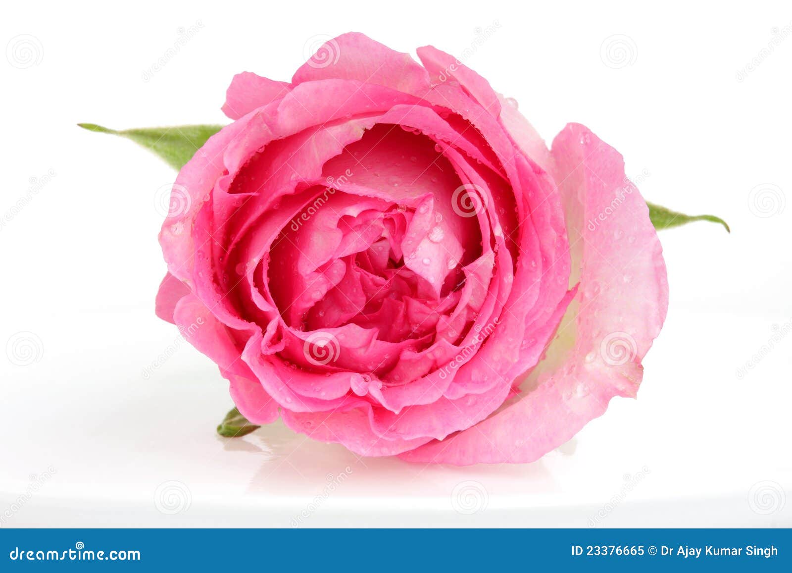Top View of a Beautiful Pink Rose, Macro Photo Stock Image - Image of ...