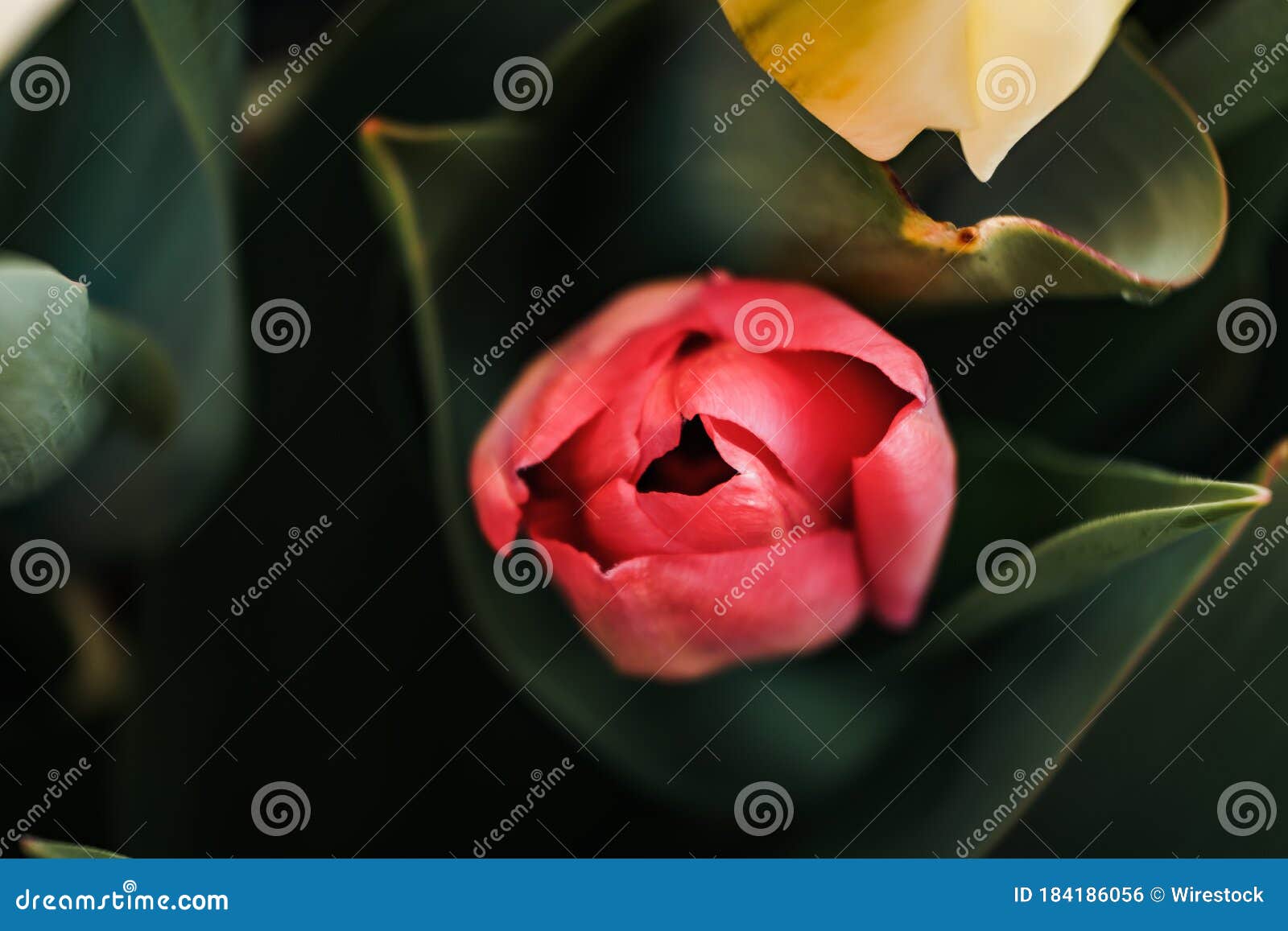 Top View of a Beautiful Pink Tulip in the Garden Stock Photo - Image of ...