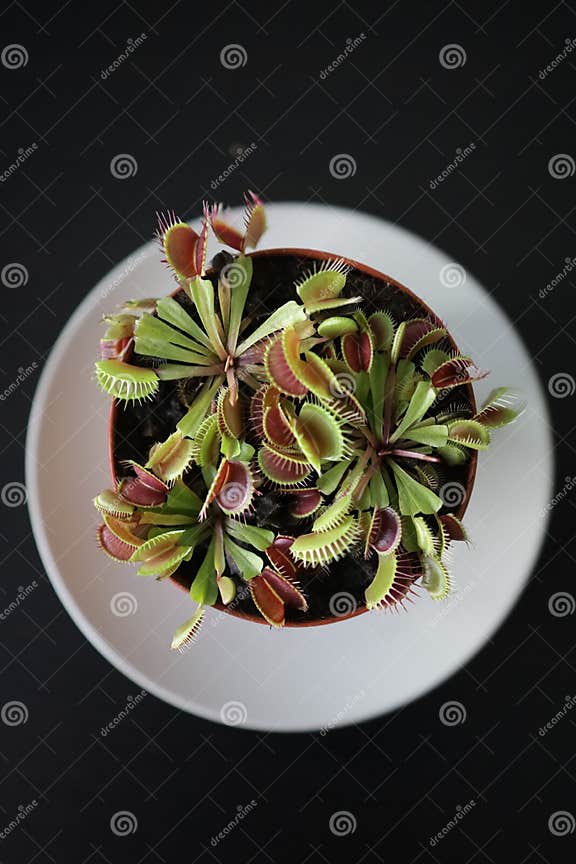 Top View of a Beautiful Potted Venus Flytrap Plant Stock Photo - Image ...