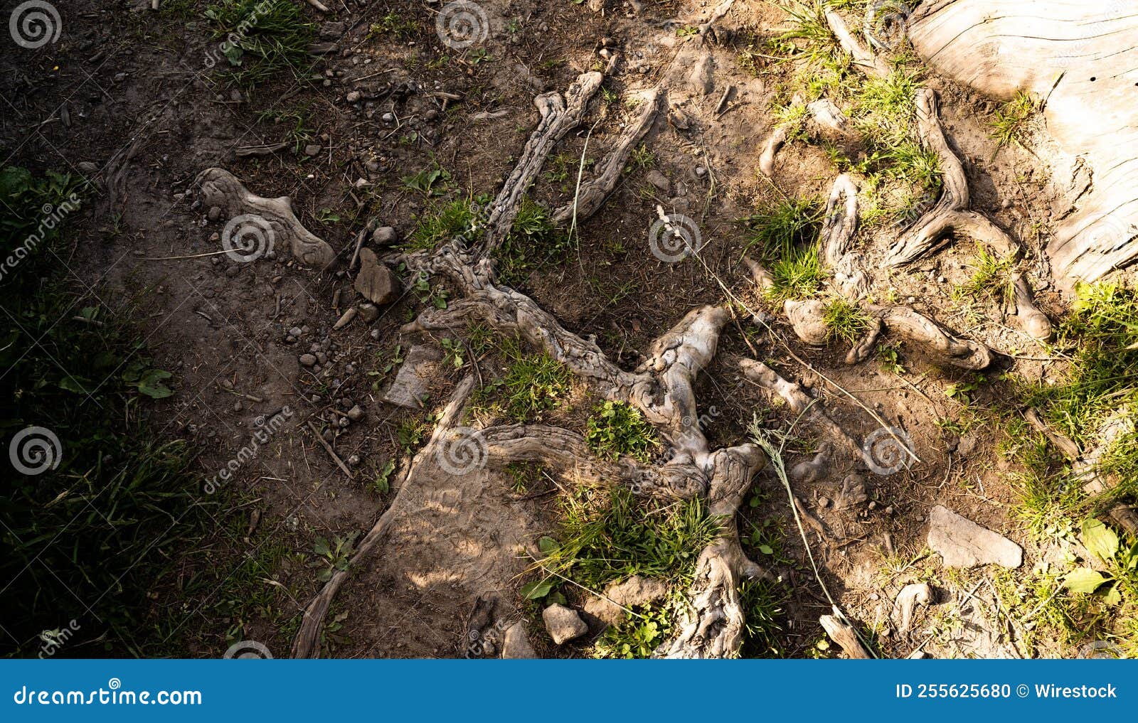 Top View of Beautiful Roots of a Tree Stock Photo - Image of grass ...