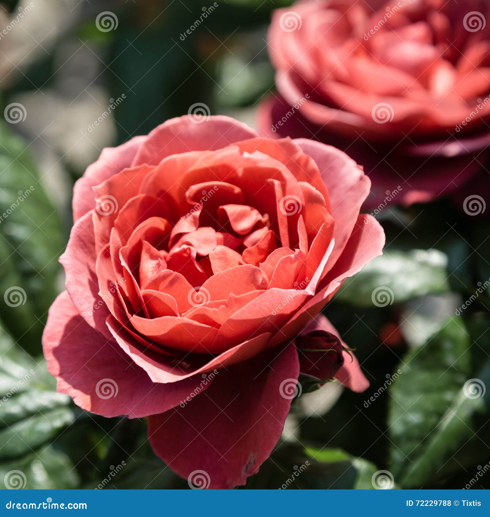 Top View of a Beautiful Rose Stock Photo - Image of season, delicacy ...