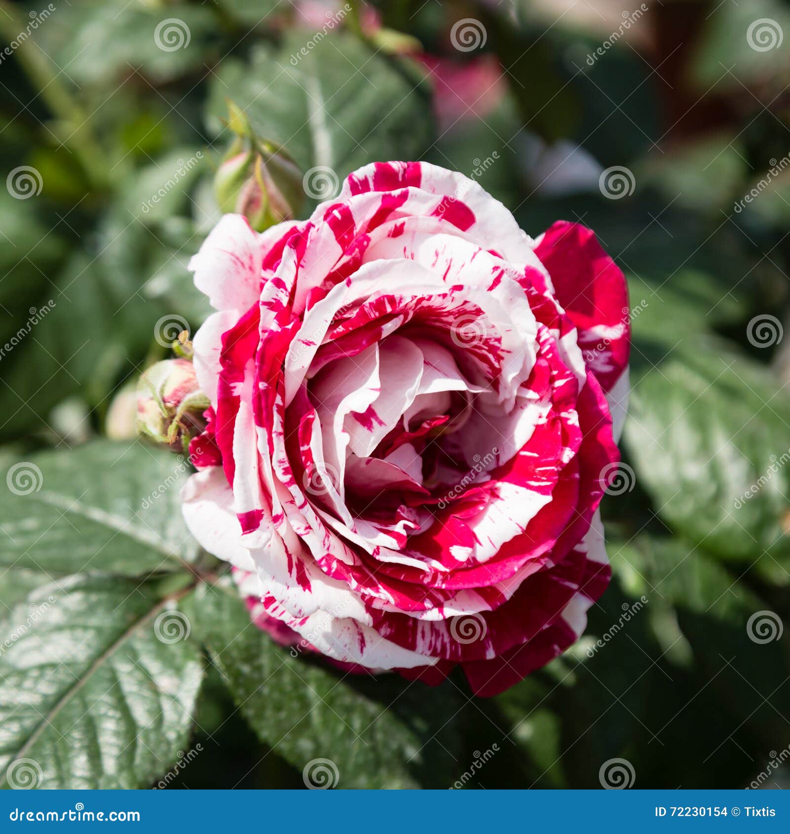 Top View Of A Beautiful Rose Stock Photo | CartoonDealer.com #72230154