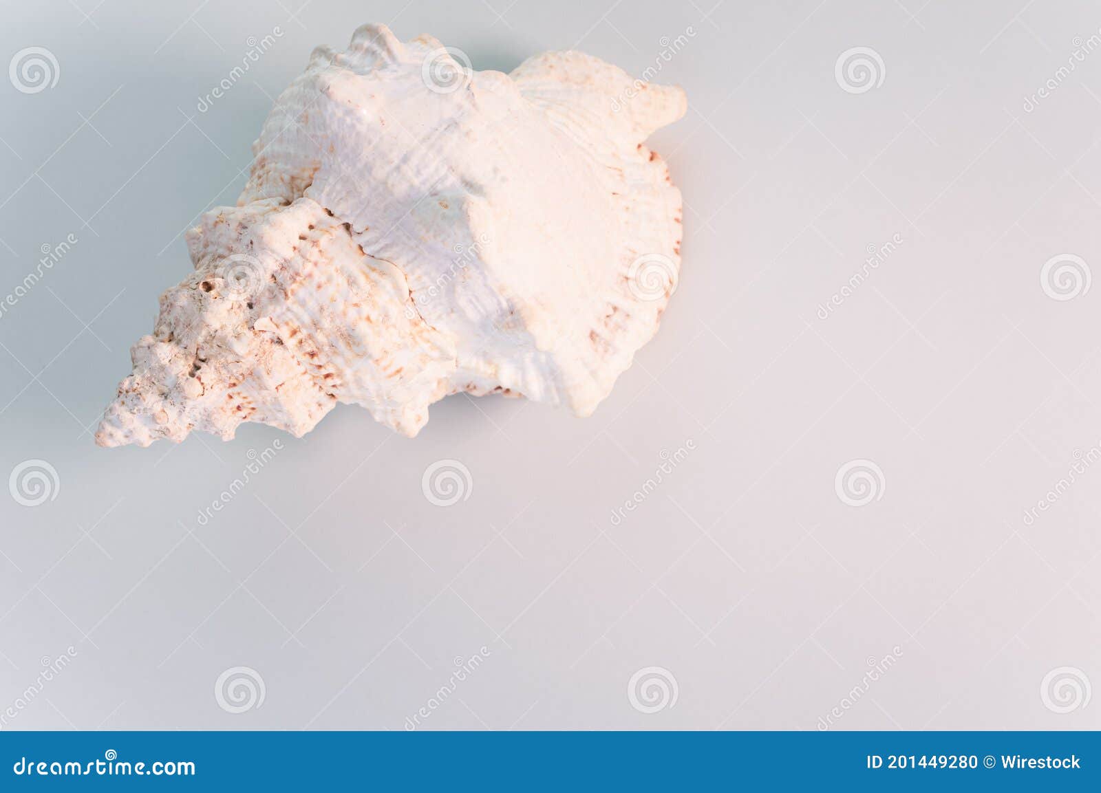 Top View of a Beautiful Seashell on a White Surface Stock Photo - Image ...