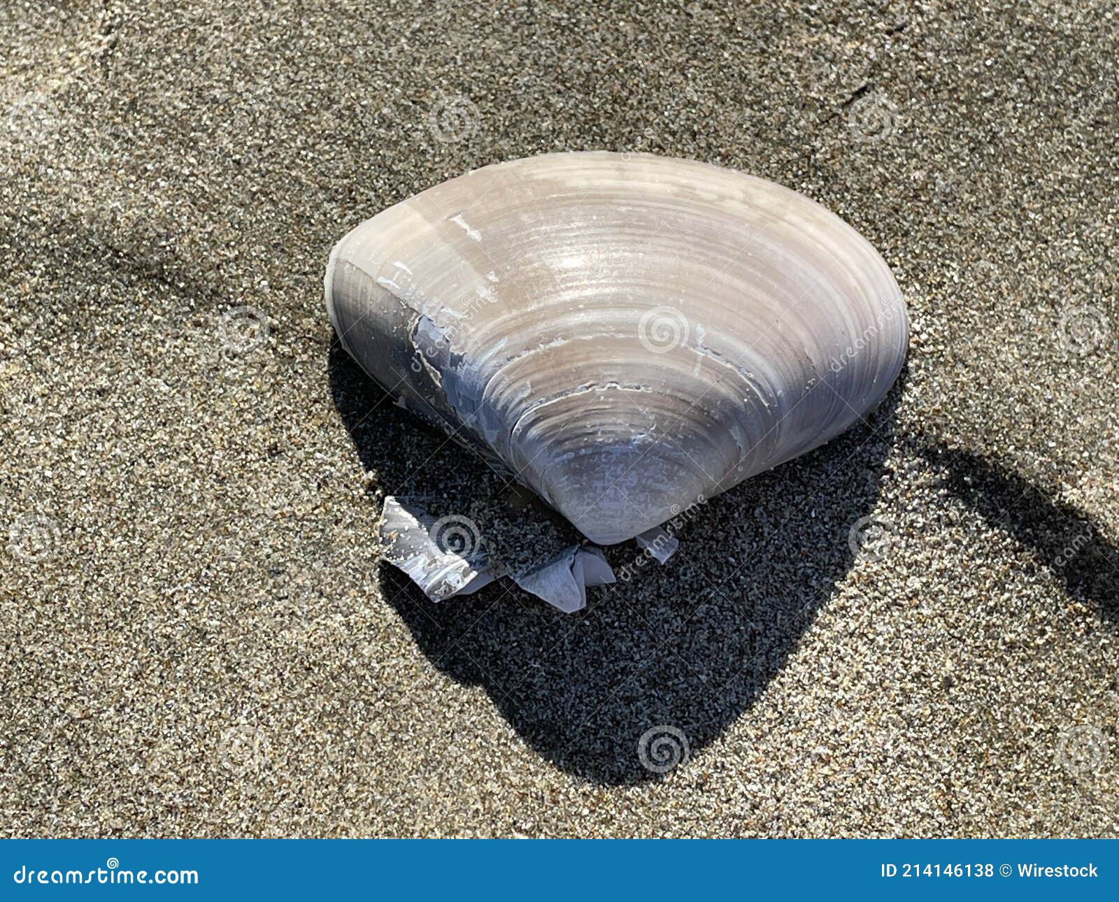 Top View of a Beautiful Shell on the Beach with the Reflection of ...
