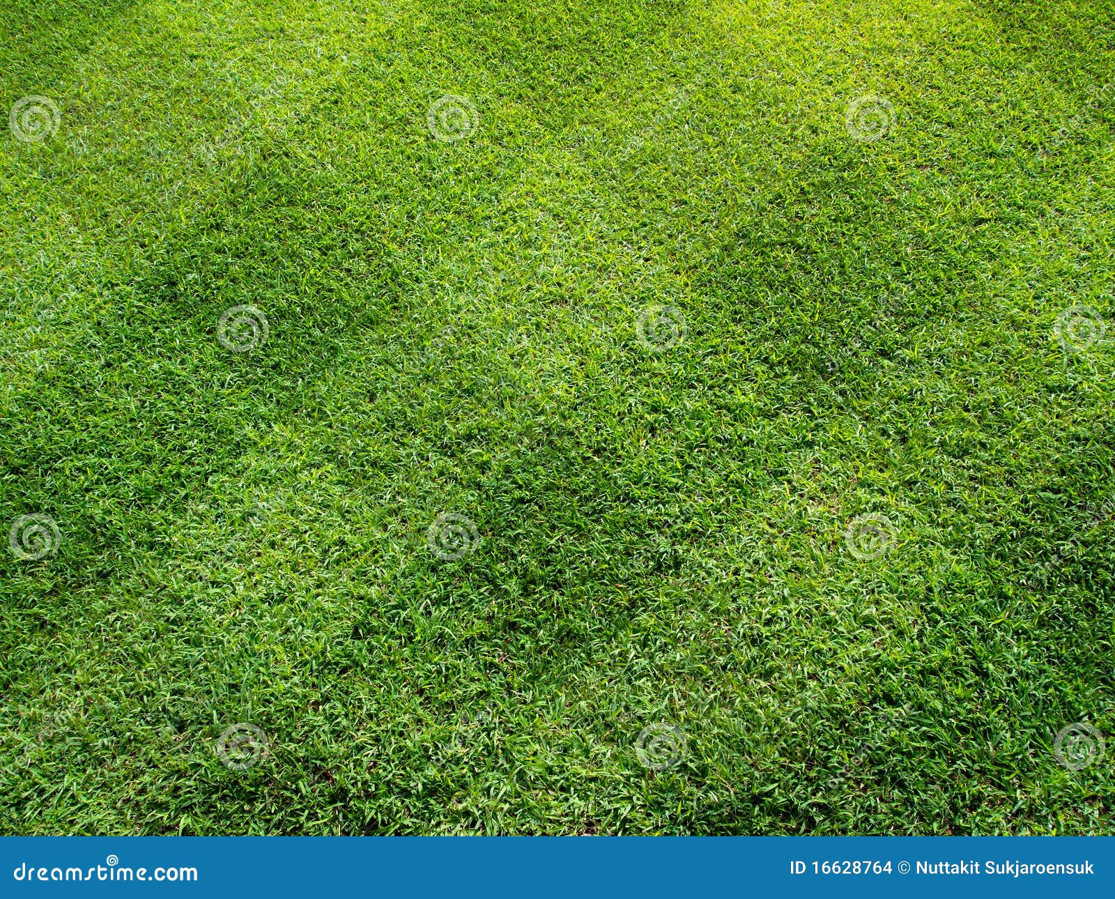 Top View of Beautiful Square Tone Lawn Stock Photo - Image of meadow ...